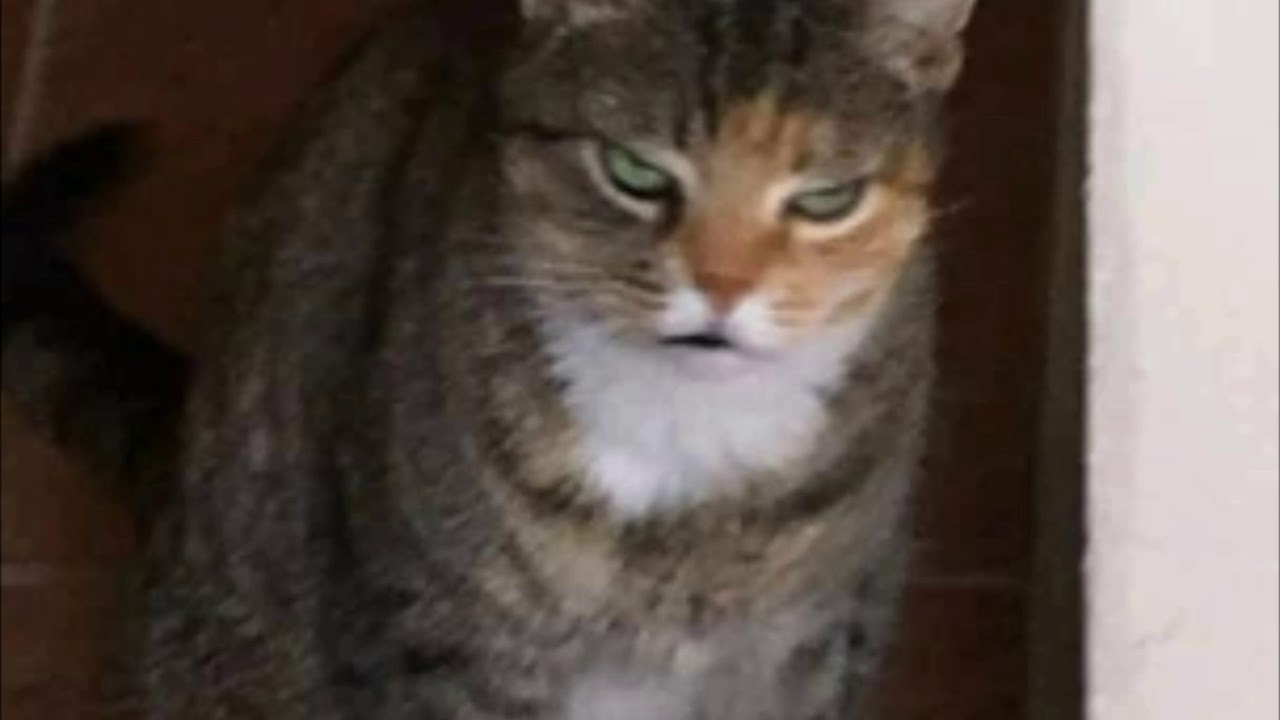 Koleksi gambar kucing lawak (iM4U) - YouTube