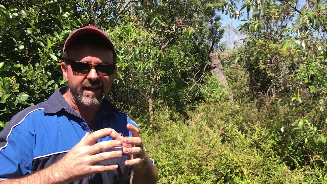 Lace Monitor Excavating Living Termite Mound - YouTube