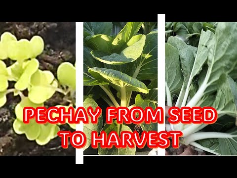 From seed to harvest growing pechay at rooftop - YouTube