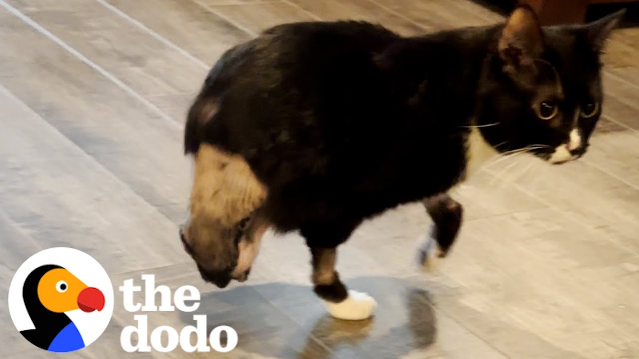 Two-Legged Cat Can't Stop Zooming - The Dodo