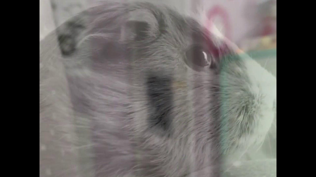 TRAGIC! Guinea Pig Falls Off Leg - YouTube