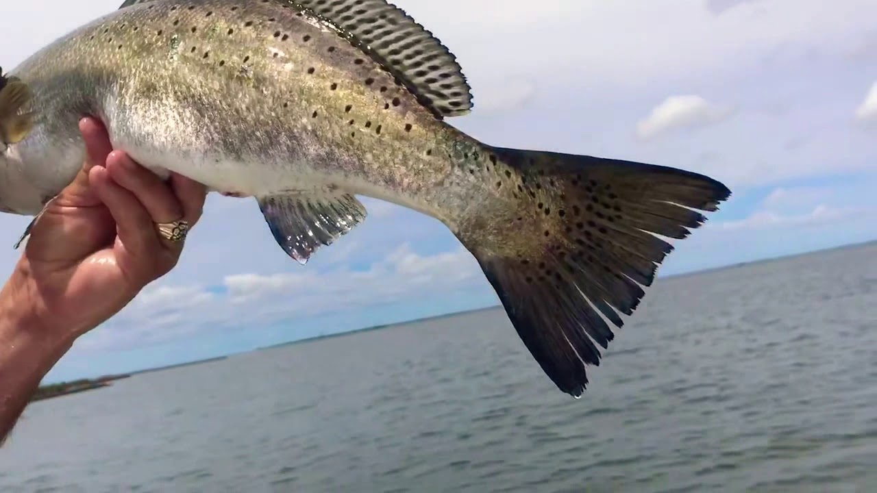 7 pound trout - YouTube