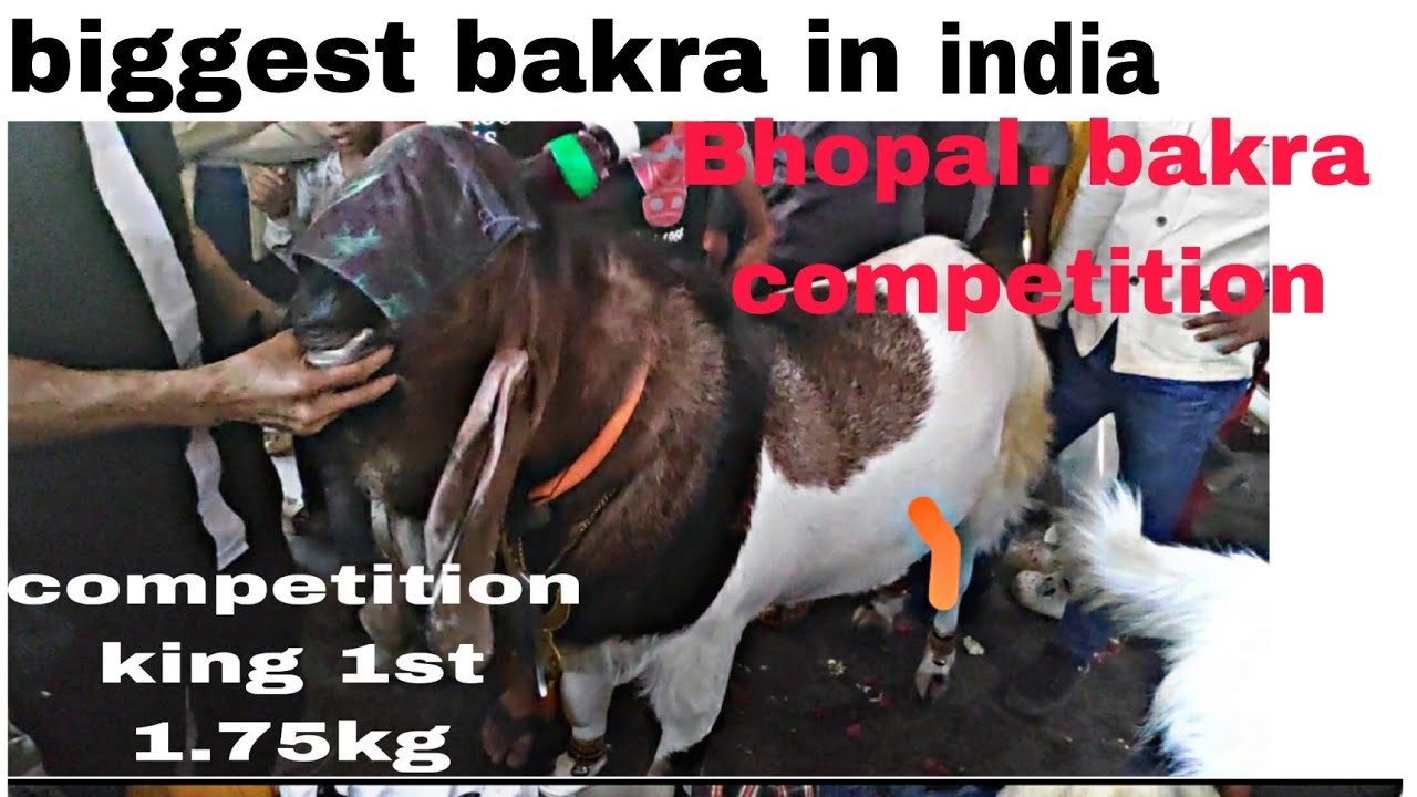 biggest Bhopal competition bakra 2023 - YouTube