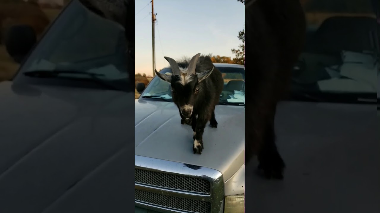 Goat/dodge ram tough! - YouTube