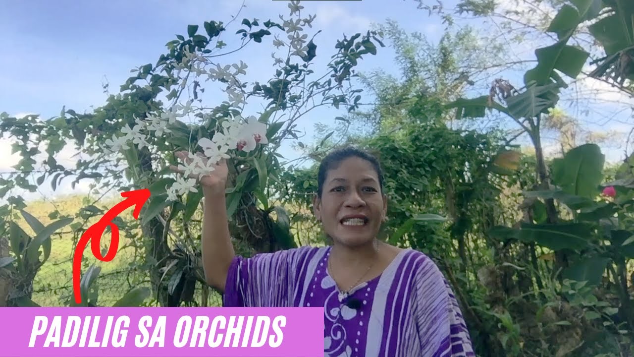 Pandilig sa Orchids - YouTube