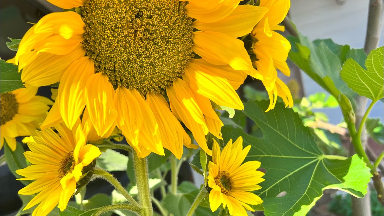 How to grow multi head sunflower plants - YouTube
