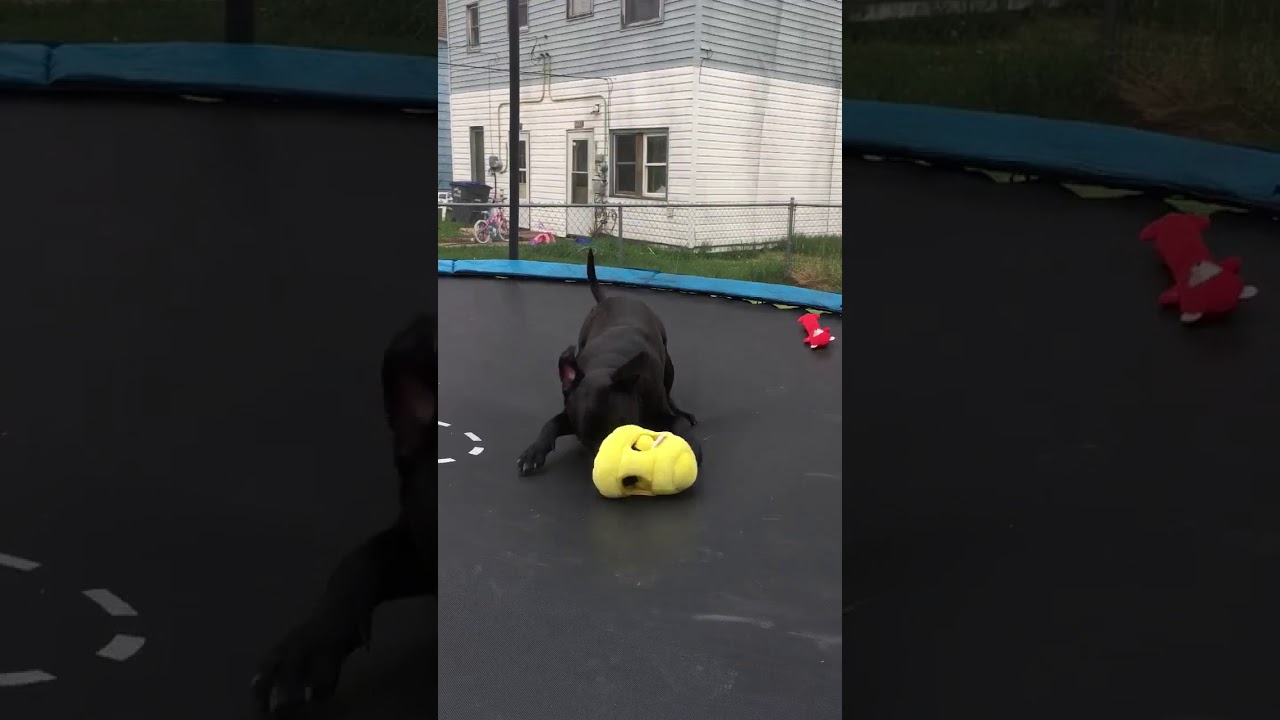 Video of adoptable pet named Willie - YouTube