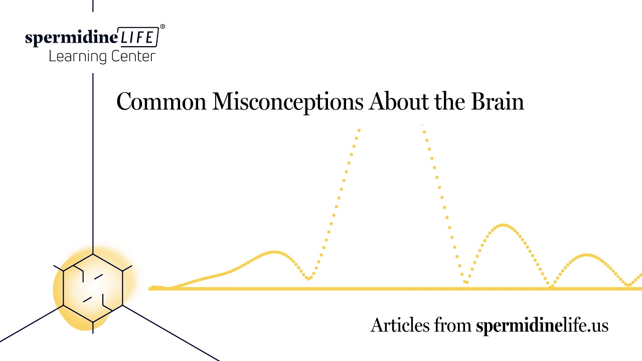 Common Misconceptions About the Brain | Know More About Your Brain ...