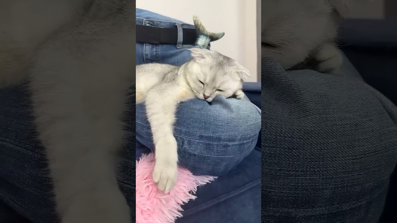 Cats bet👖 #cat #funny #pets - YouTube