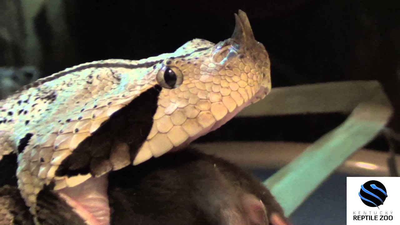 Gaboon Viper feeding time at KRZ - YouTube