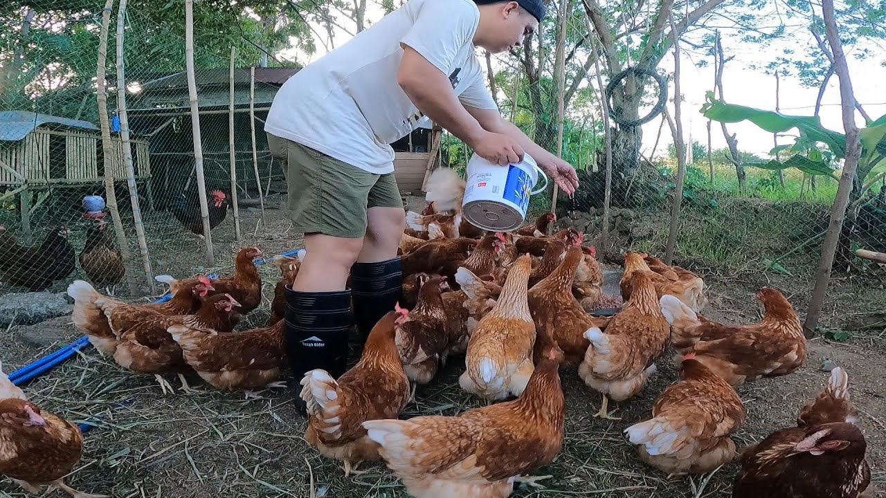 DIY CALCIUM SUPPLEMENT FOR CHICKEN LAYERS | H&N BROWN NICK | Motosafe ...