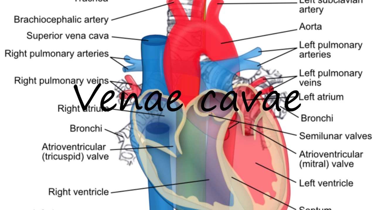 How to Pronounce Venae cavae? - YouTube