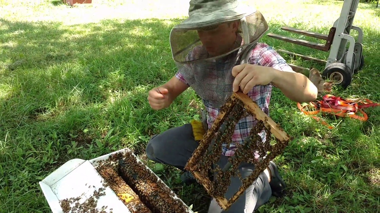 🔵Making queens and new 8 frame hives! - YouTube