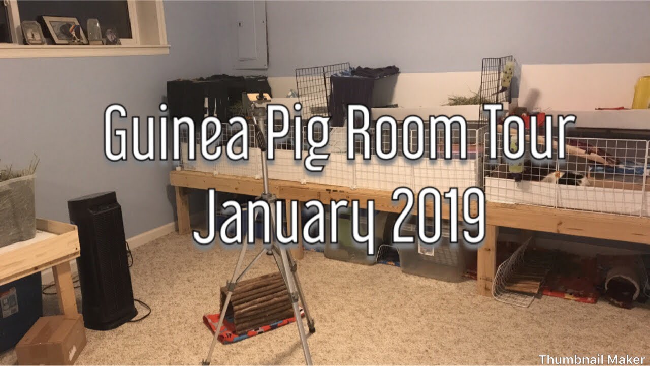 Guinea Pig Room Tour: January 2019 - YouTube