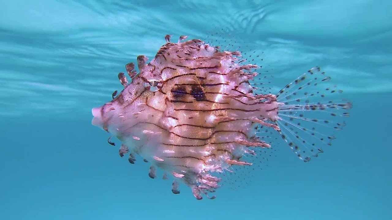 Lime Fish Comes in Close || ViralHog - YouTube