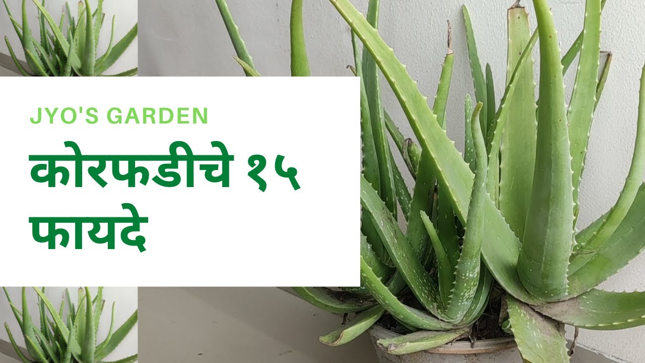 कोरफडीचे १५ फायदे | Benefits of Aloe Vera | korfad che fayde | Jyo's ...