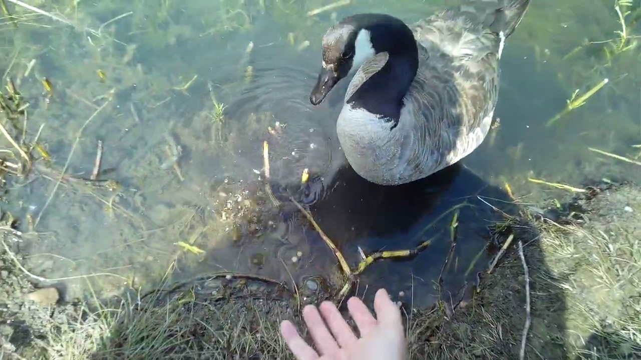 Friendly Goose - YouTube