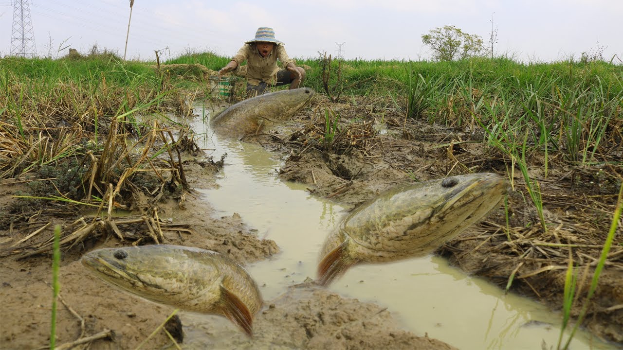 Ancient Fishing Techniques - Handsome Boy Catch Many Fish By Hand In ...