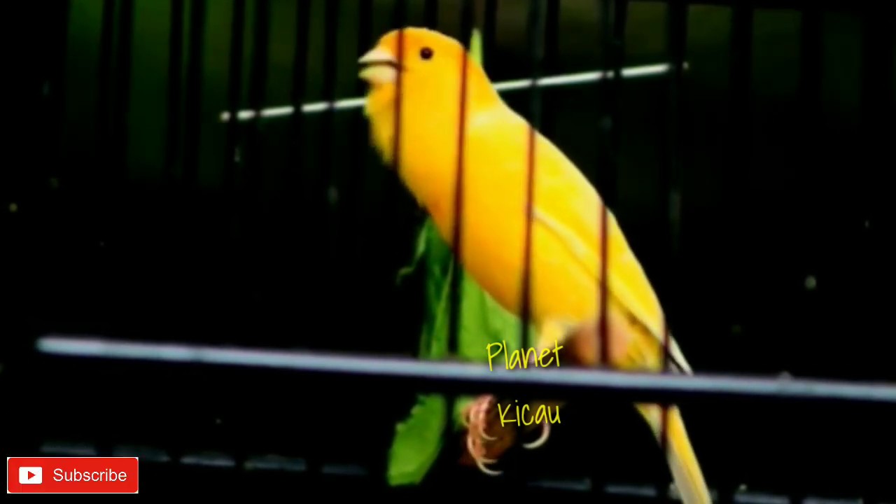 Melodious song Canaries to stimulate the sound of canary material - YouTube