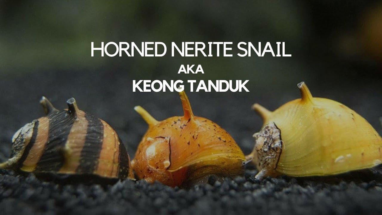 Horned Nerite Snail For Fauna Aquascape - YouTube