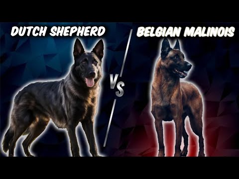 Dutch Shepherd VS Belgian Malinois-Comparison