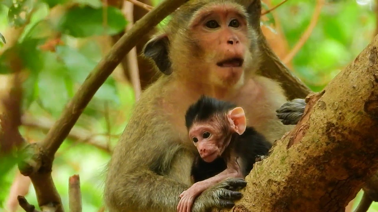 Caci always hug her baby and abandoned baby go to anywhere together ...
