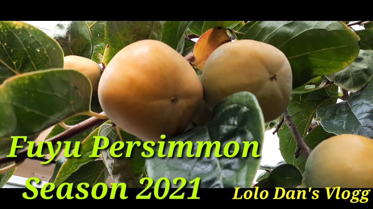 Fuyu Persimmon Season 2021 #japanese#fuyu# - YouTube