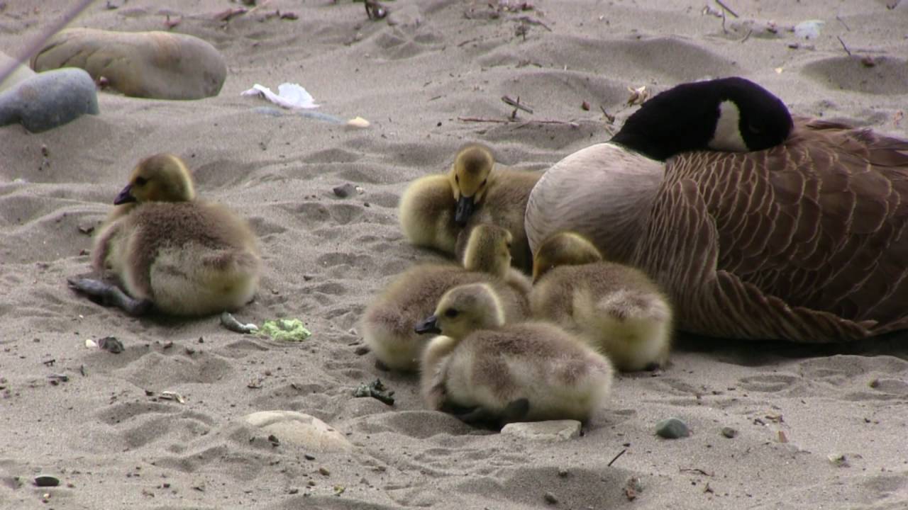 Adorable Baby Geese Morning Stretch - YouTube