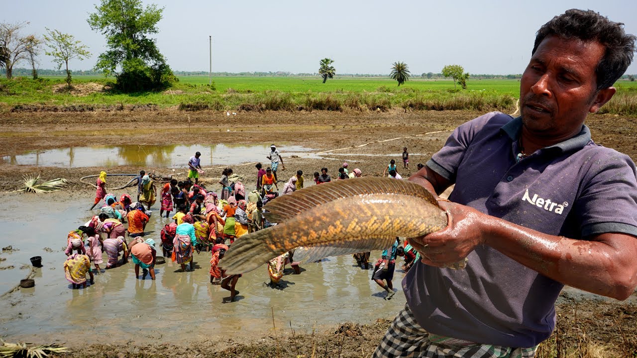Amazing Traditional Village Fishing by Village People in Mud Water ...