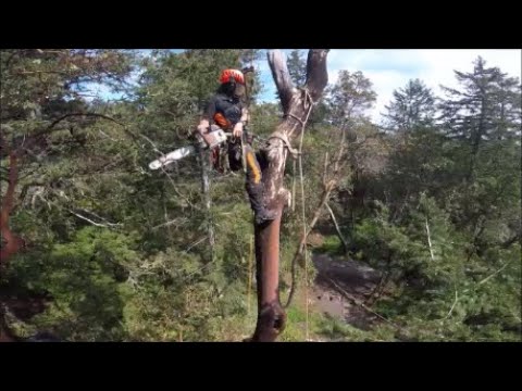 Climbing, Rigging and Cutting a Dead Tree - YouTube