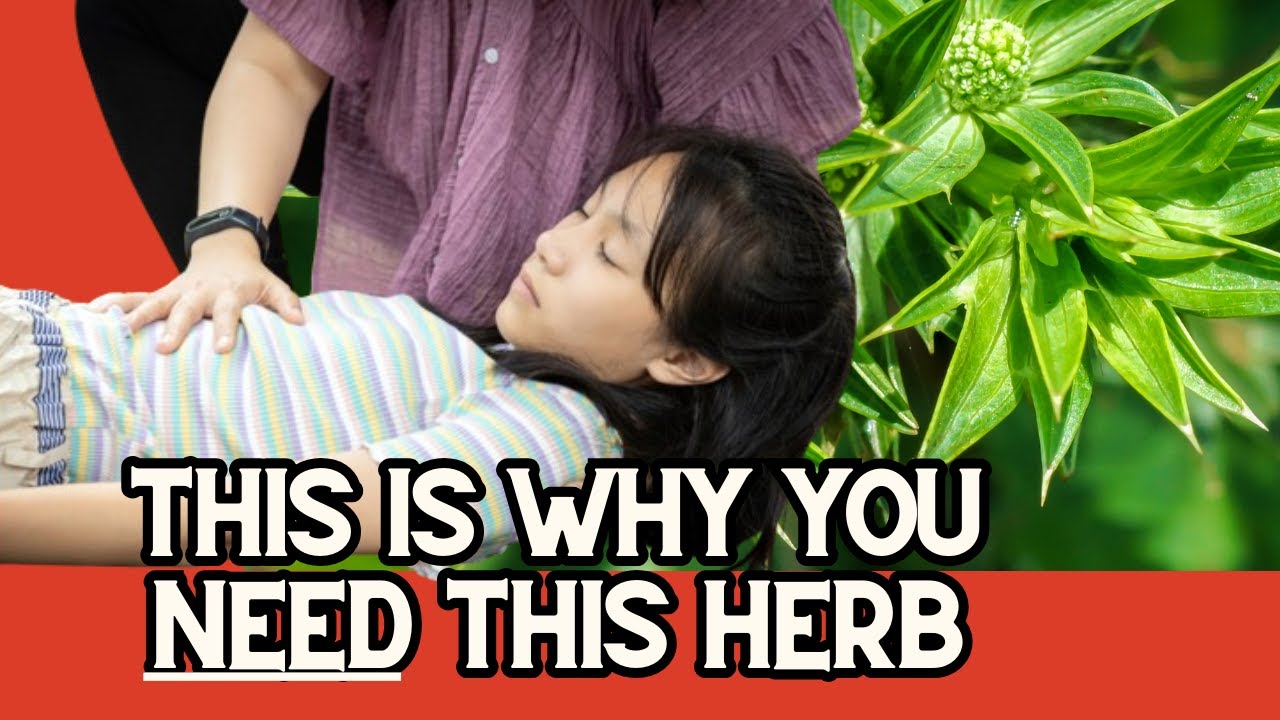 SPIRIT WEED (CULANTRO): Medicinal uses, Benefits & Precautions + more ...