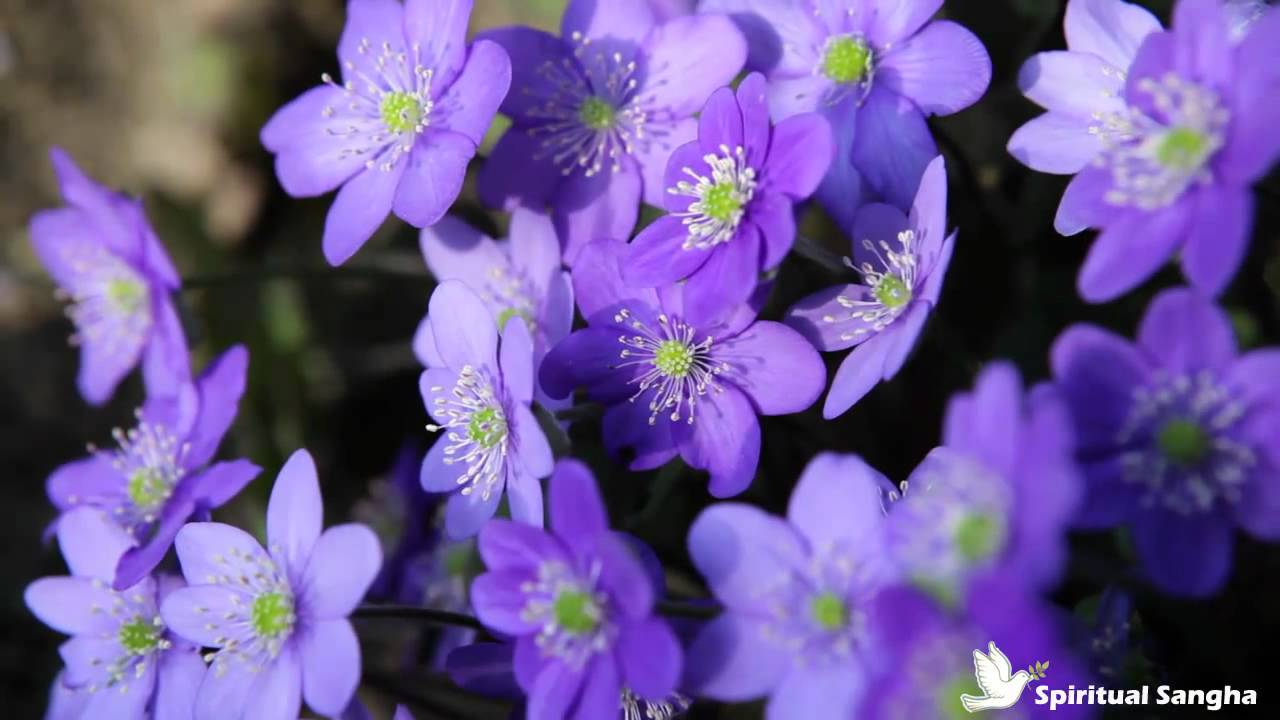 Rig Veda Book 8 HYMN XLVIII. Soma - YouTube