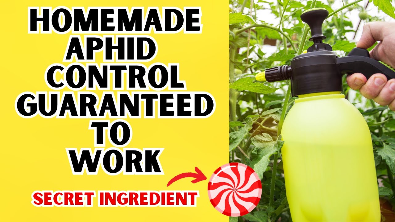 Organic Aphid Control That Has A Tasty Secret Ingredient - YouTube