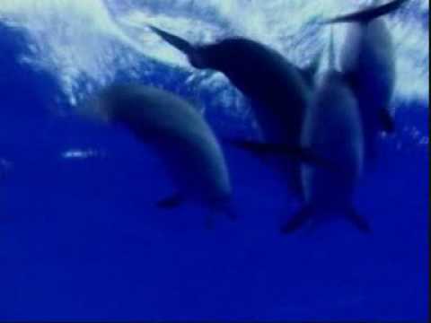 Film delphin
