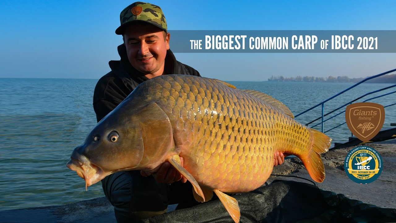 The Biggest Common Carp of IBCC 2021 - 24,72kg Team Giants Fishing ...