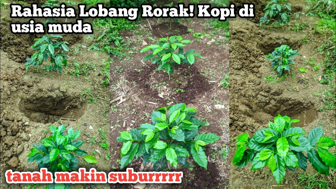 PUNGSI LOBANG RORAK UNTUK KOPI ARABIKA SISTEM PAGAR & PUPUK ORGANIK ...