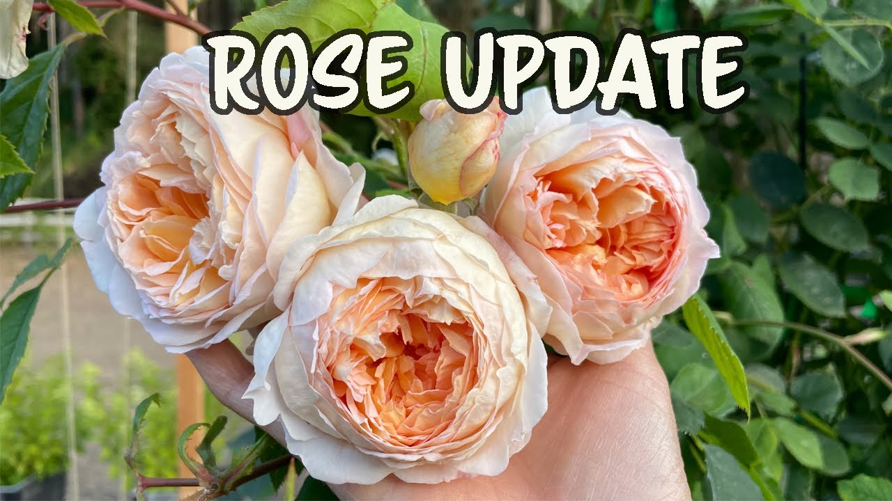 Rose Update! - YouTube