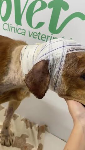 Pup’s Skull Muscle Exposed, On The Edge Of Death With Maggot-Infested ...