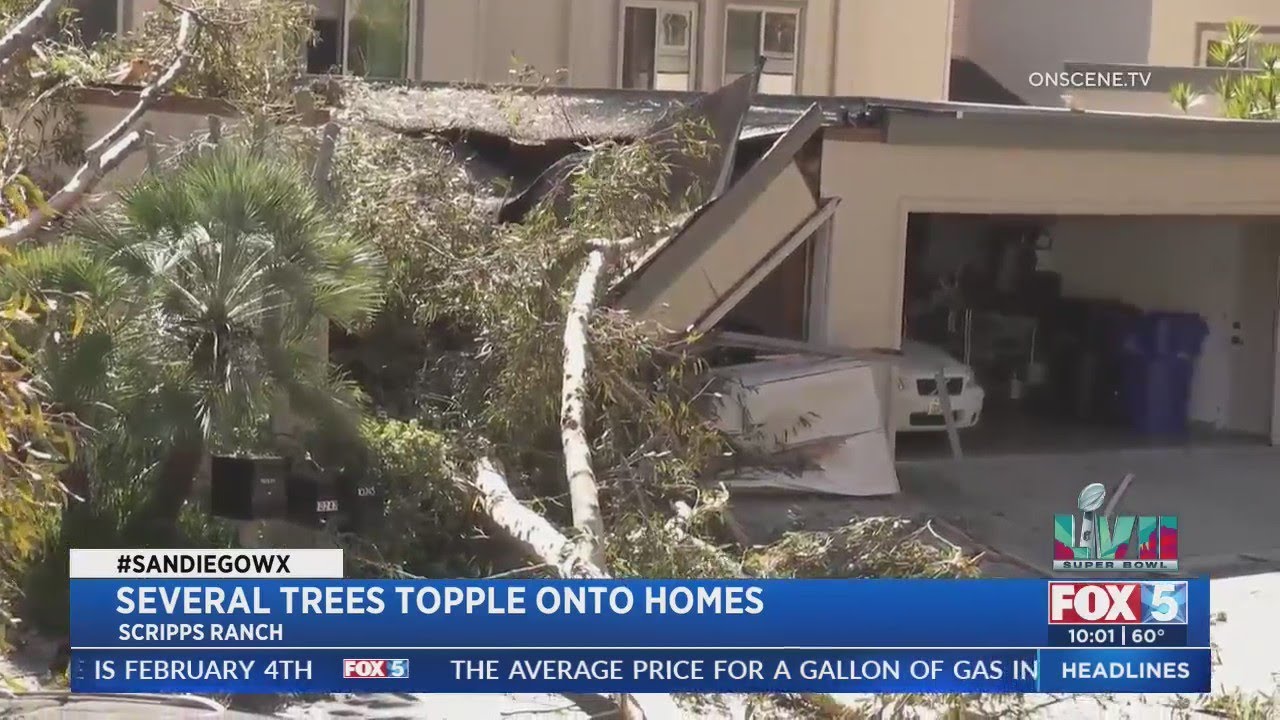 Several Trees Topple Onto Homes - YouTube
