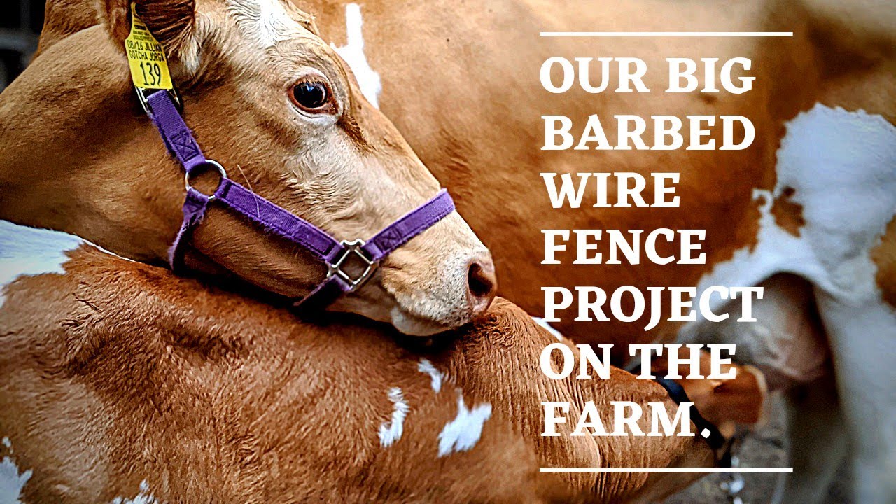 Our BIG Barbed Wire Fence Project On The Farm - YouTube