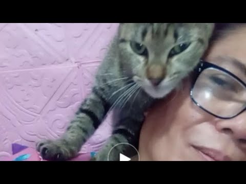 Cute Cat play with me - YouTube