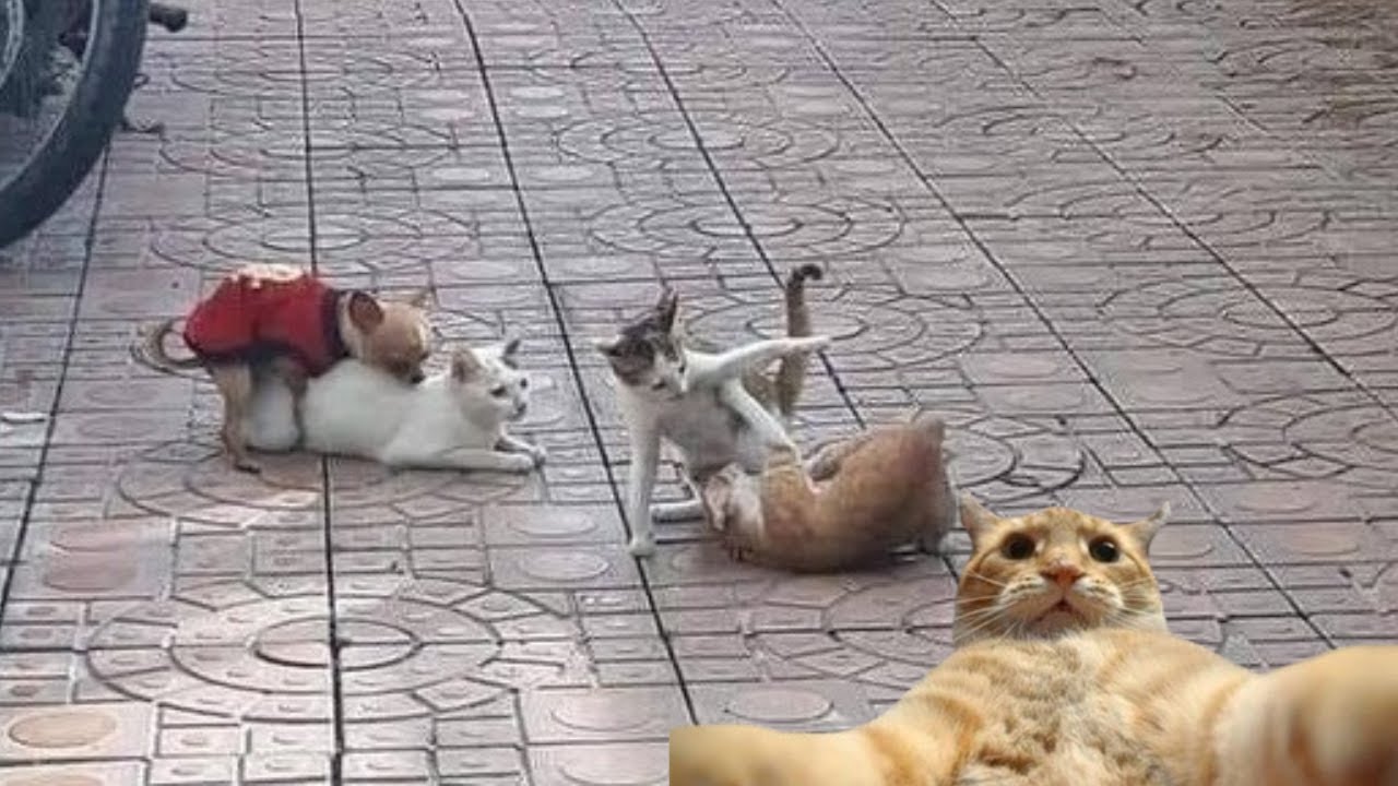 Funny Animal Videos 2022 😂 - Best Dogs And Cats Videos 😺😍 #85 - YouTube