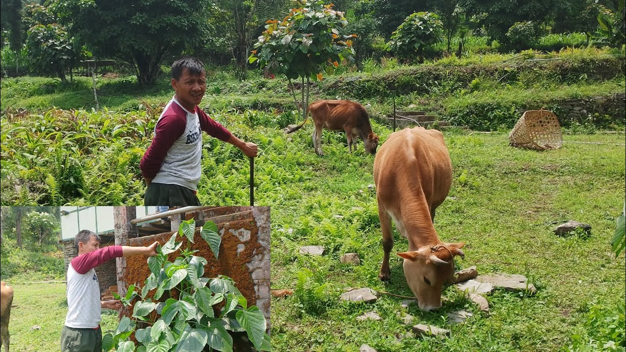 #cow grazing,why this saag is known as bokay saag🤔🤔😄#villagevlog # ...