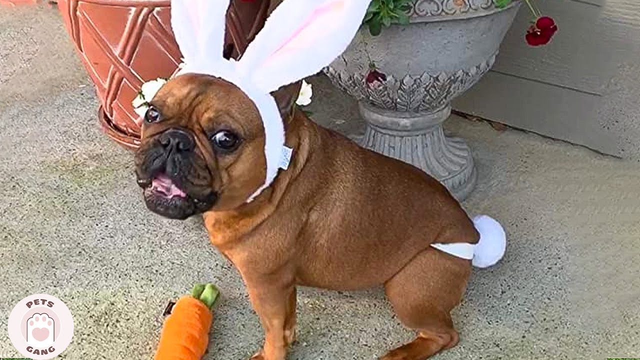 Your Mood Was Healed By These Fancy Dogs | Funniest Dog Videos - YouTube