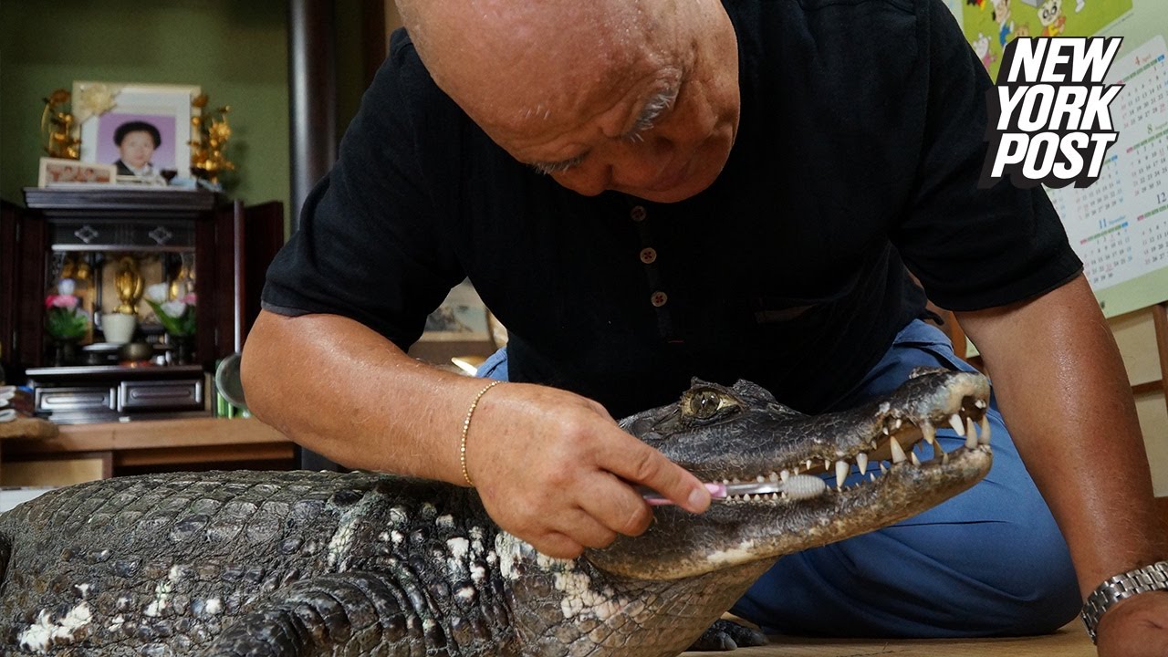 This man lovingly cuddles his alligator and brushes its teeth - YouTube
