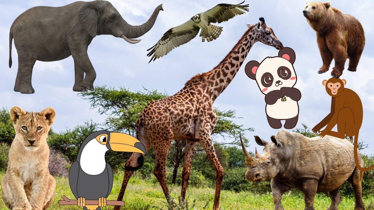 Learn Life Of Animals. Wild Animals. Animal Sounds. Lion, Monkey ...