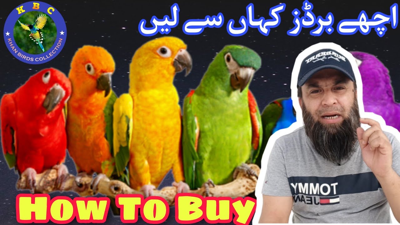 Best Birds Buying Tips | Birds Business Ideas 2022 | Khan Birds ...
