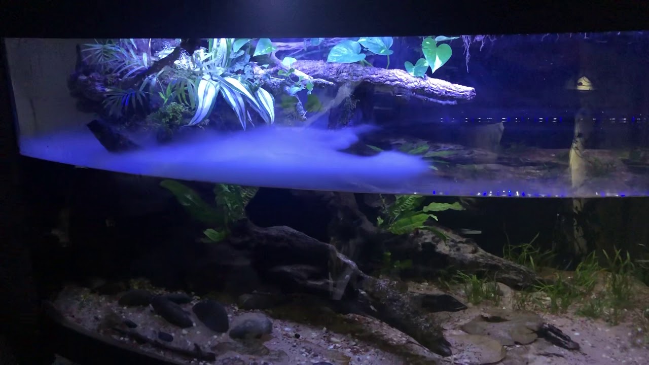 Planted snakehead tank - YouTube