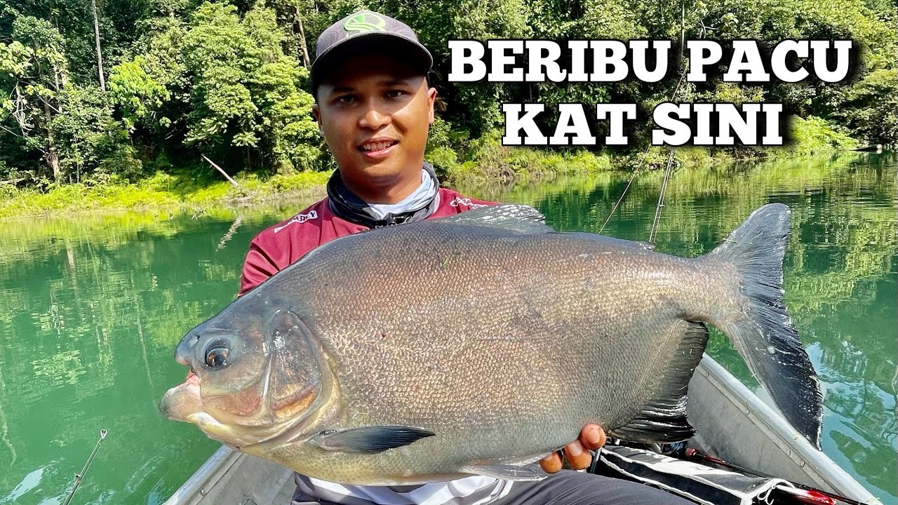 Sewa Bot Pacu Empangan Air Kuning Buat Shimano Stradic FL Menjerit Drag ...