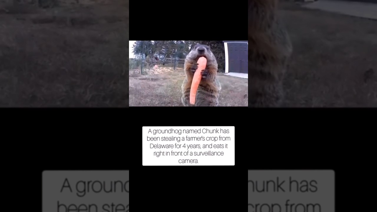 Groundhog named Chunk eating in front of camera#memes#meme#funny#fun# ...